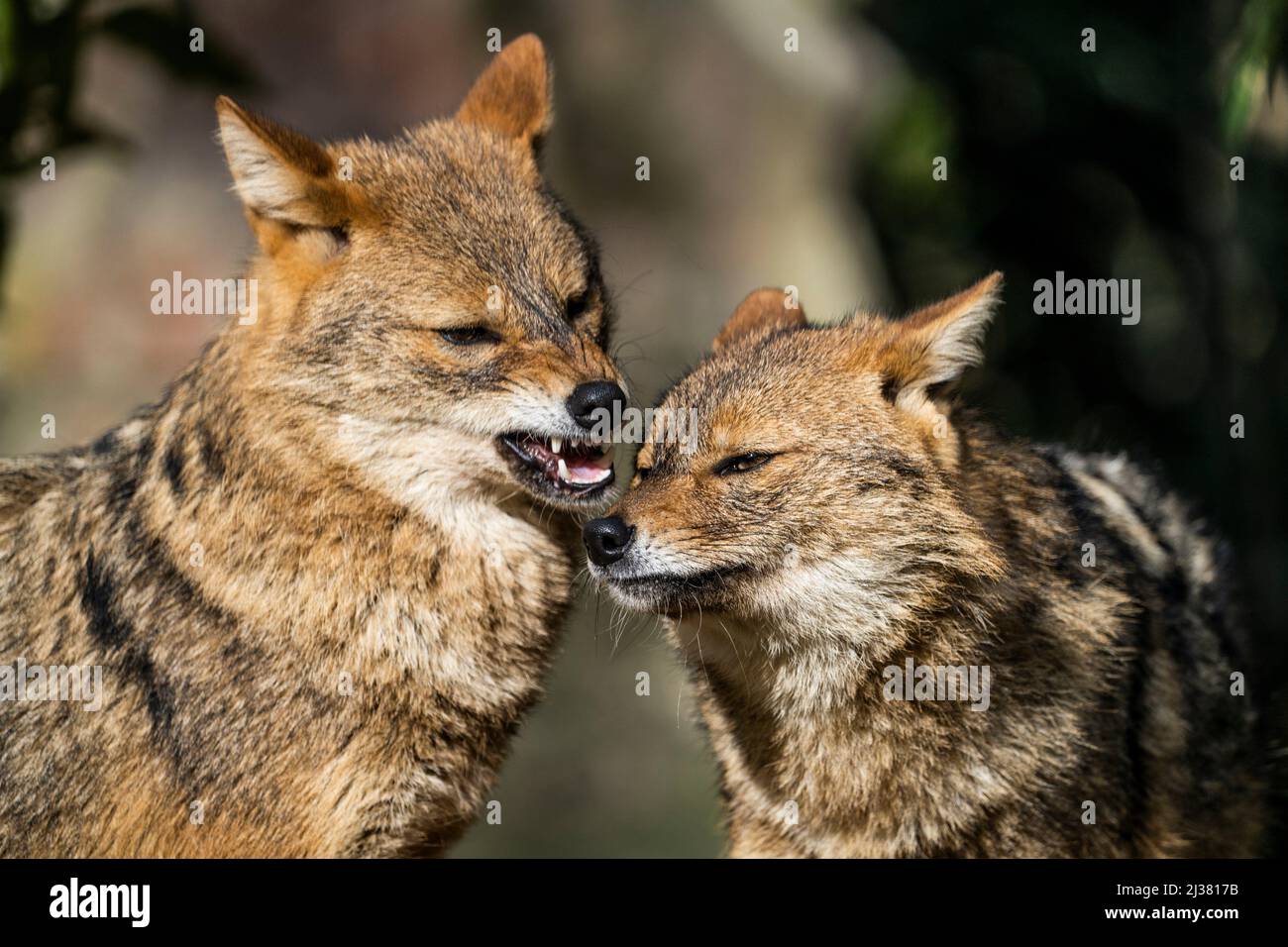 Golden jackals europe hi-res stock photography and images - Alamy