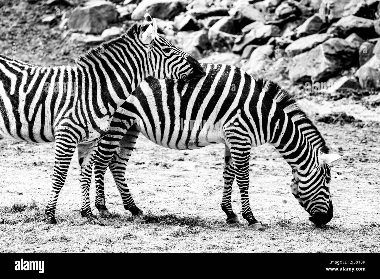 Burgers zoo arnhem hi-res stock photography and images - Alamy