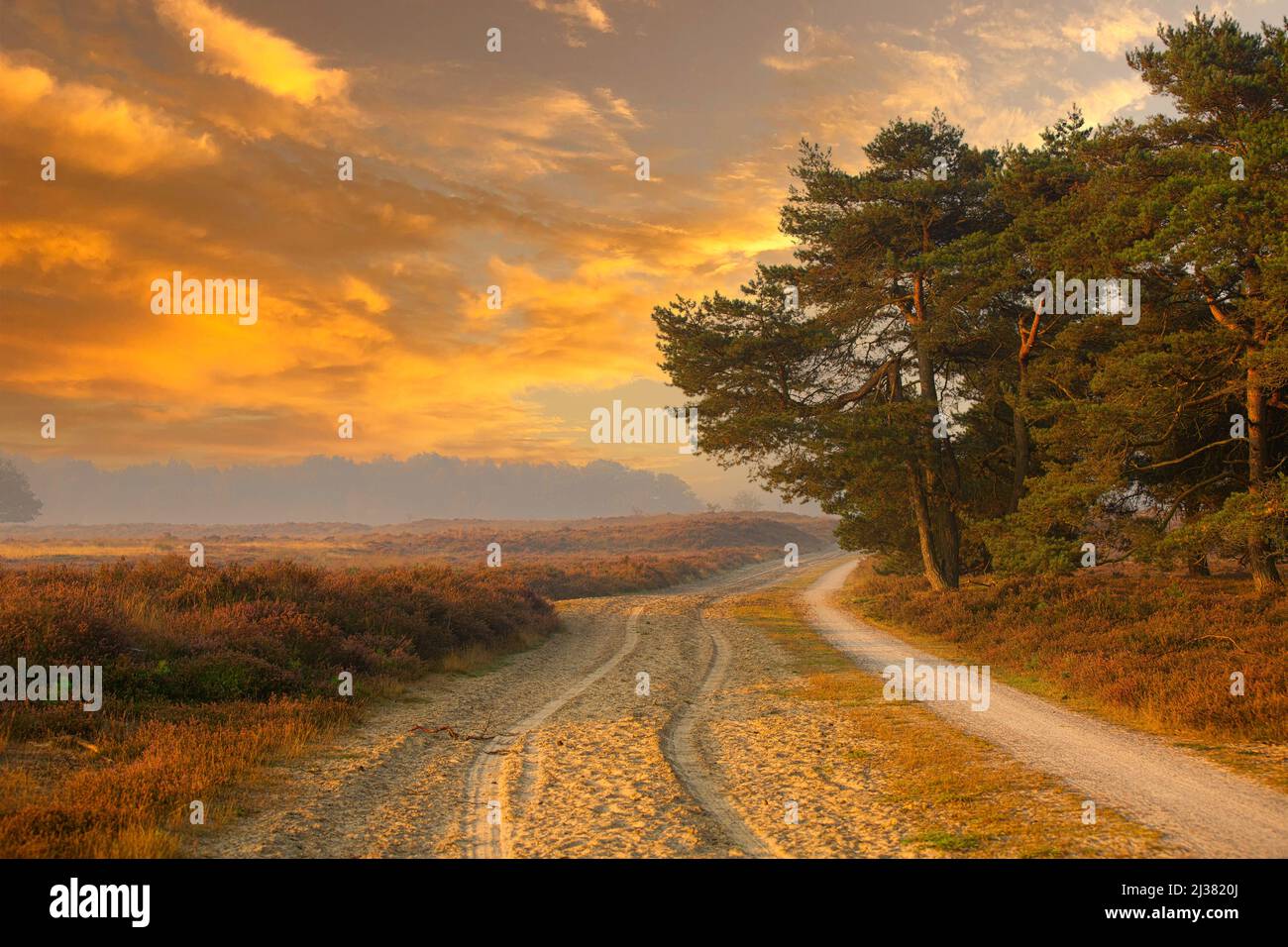 Landscape during sunset over Balloërveld in the province of Drenthe ...
