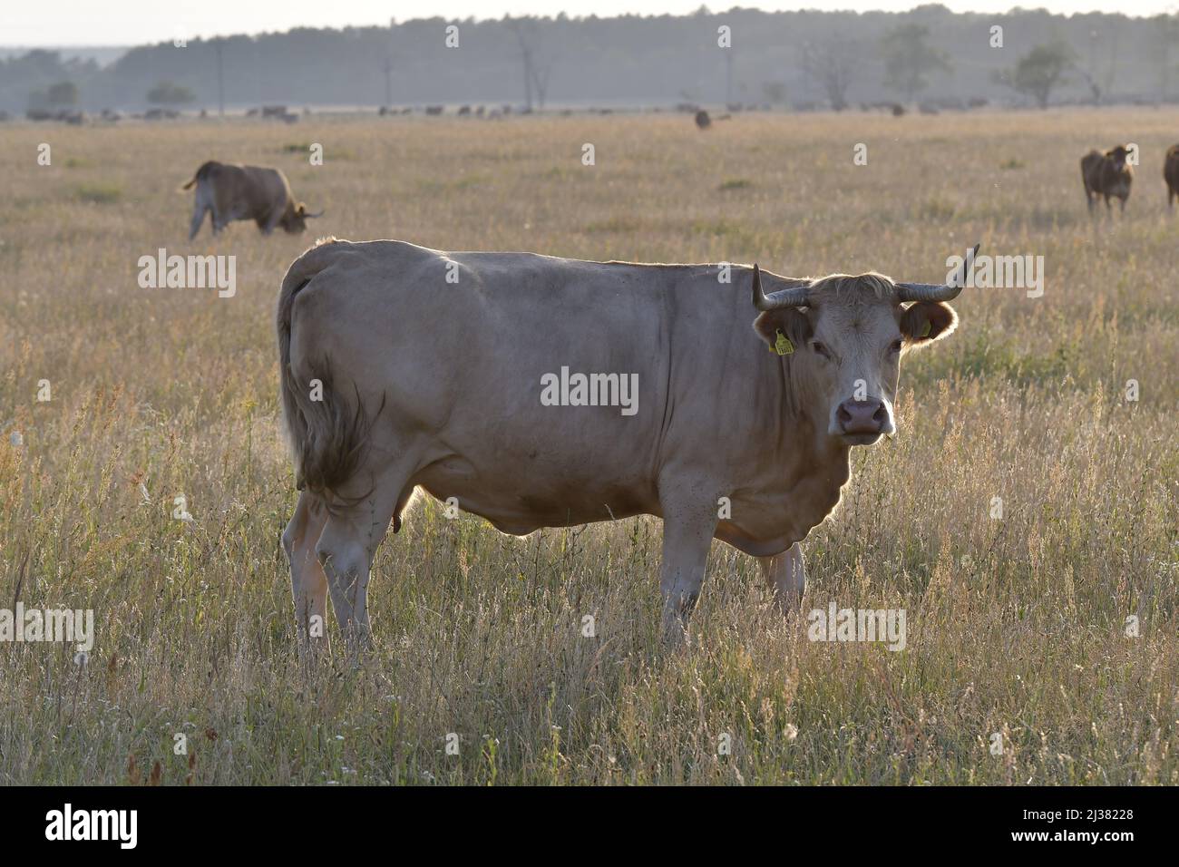 Pasture land grass hi-res stock photography and images - Alamy