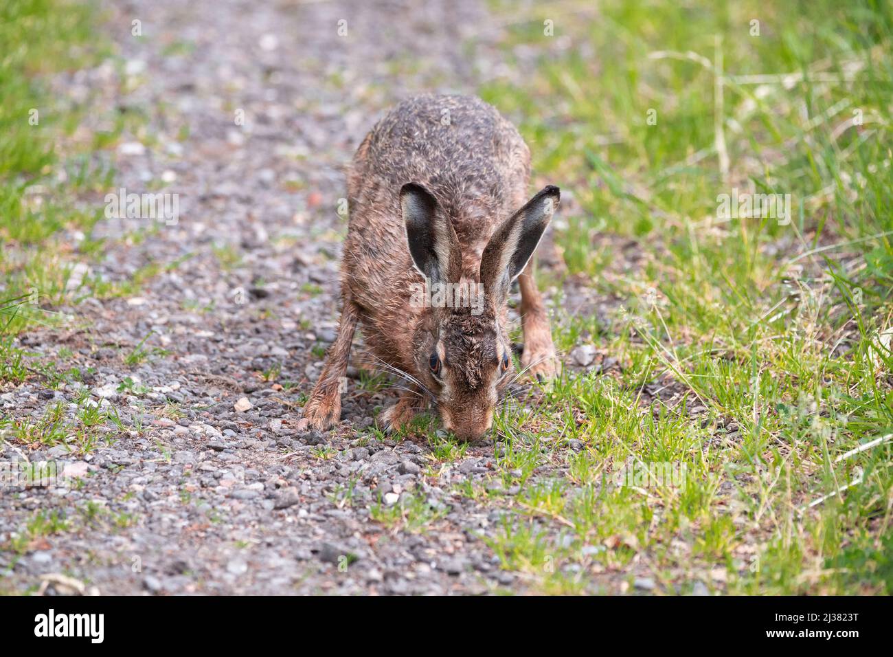Close up brown hare lepus europaeus hi-res stock photography and images ...