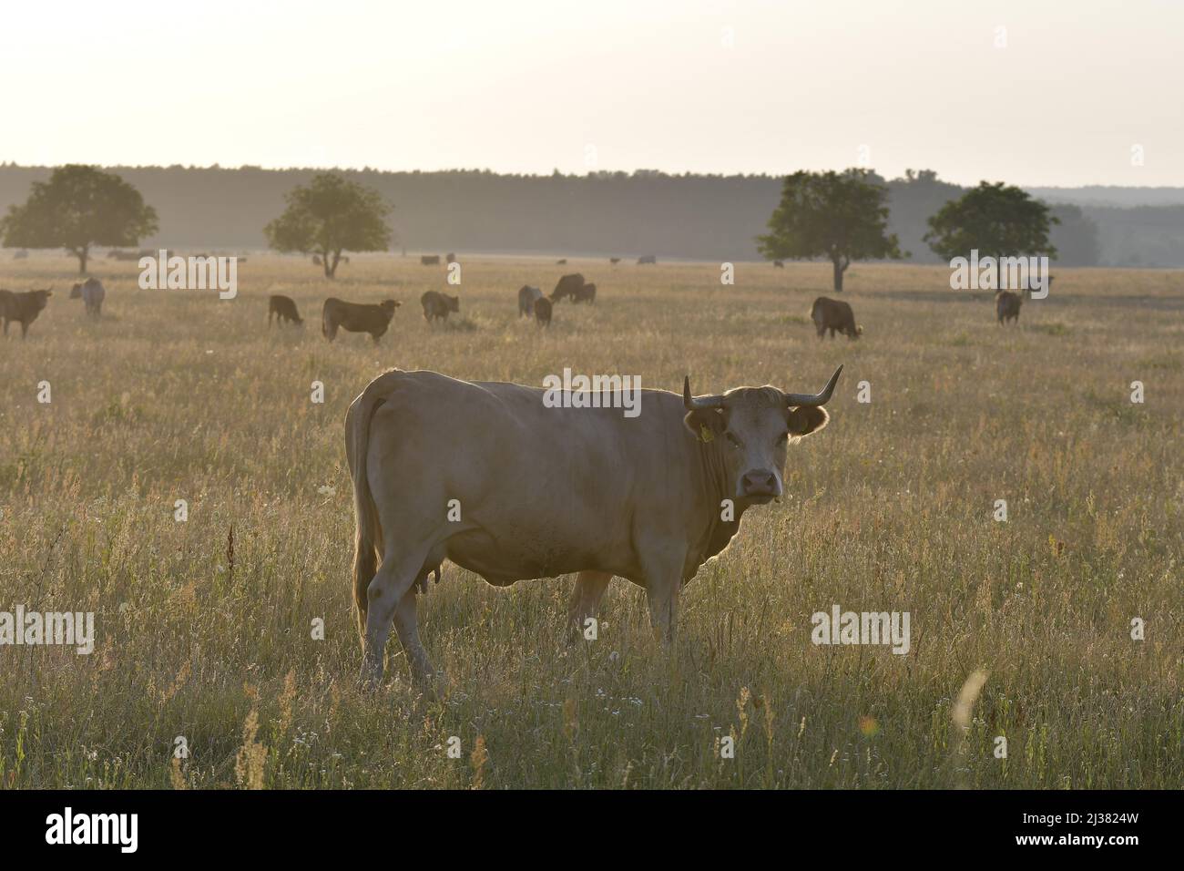 Grazing cattle, bull on the grassy pasture near Kuchyna in the ...