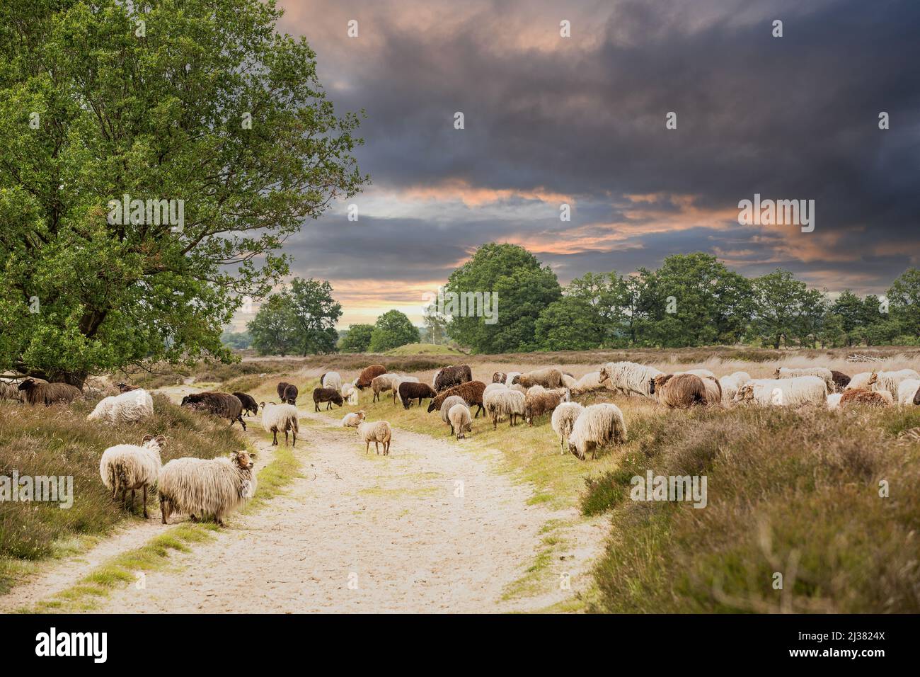 Country road in cultural landscape hi-res stock photography and images ...