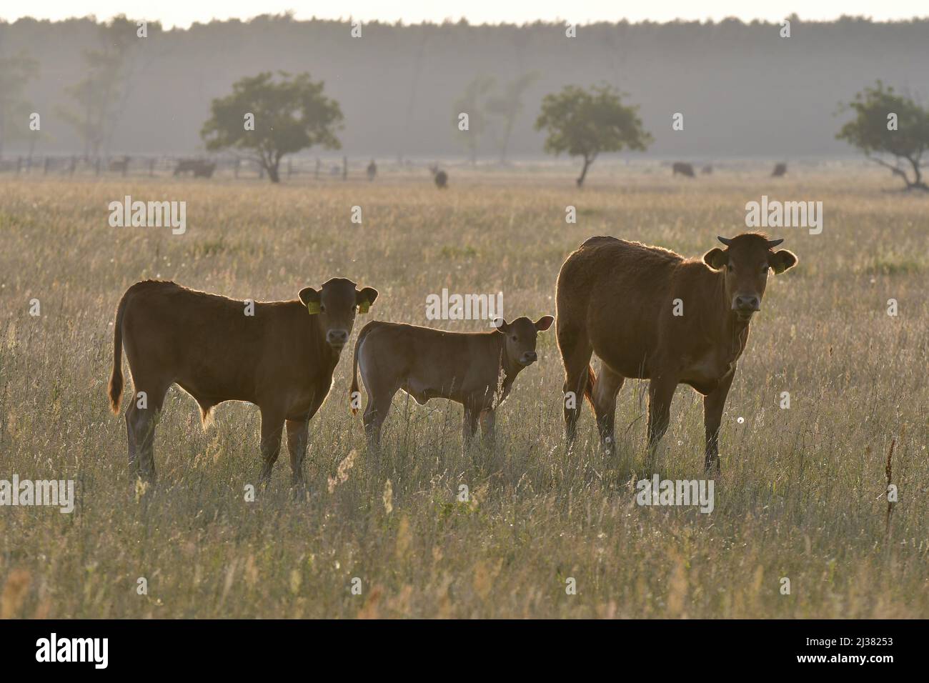 Livestock domesticated farm pasture hi-res stock photography and images ...