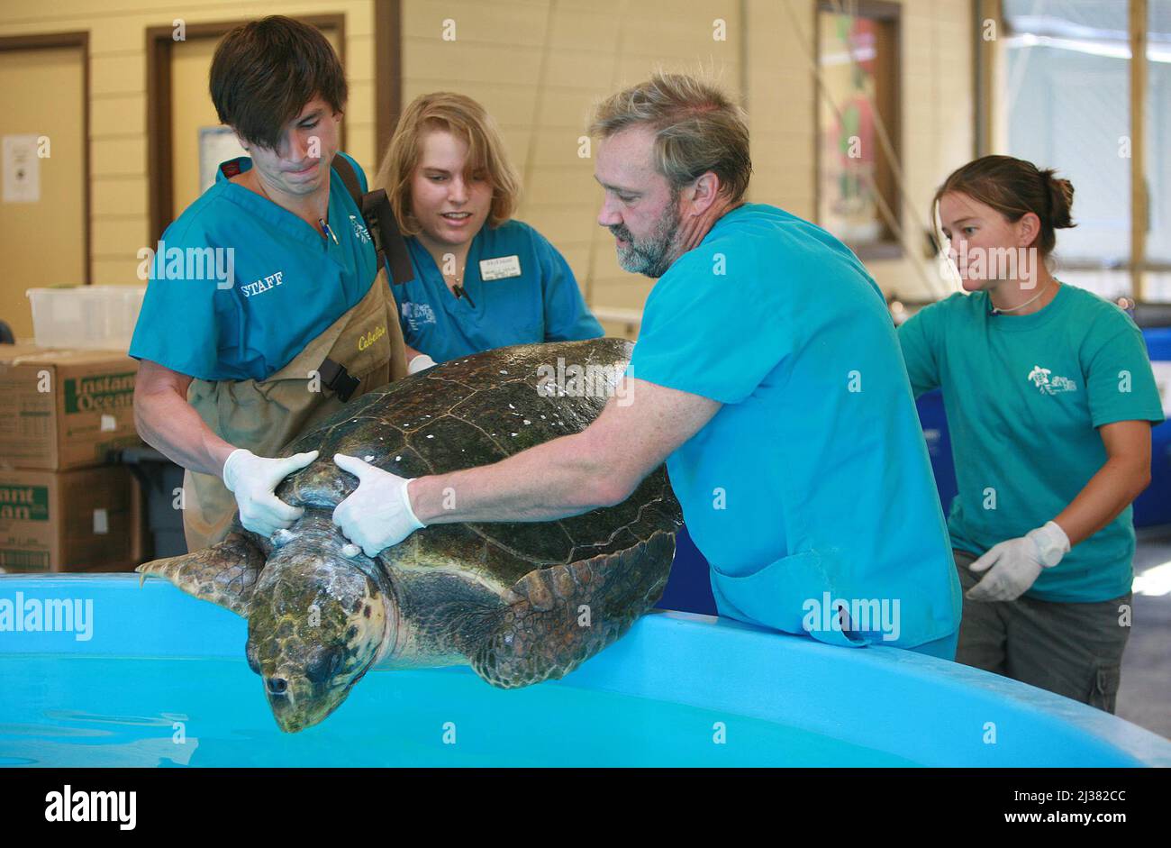 DR TERRY NORTON WITH THREE HELPERS LIFTS A LARGE LOGGERHEAD TURTLE BACK ...