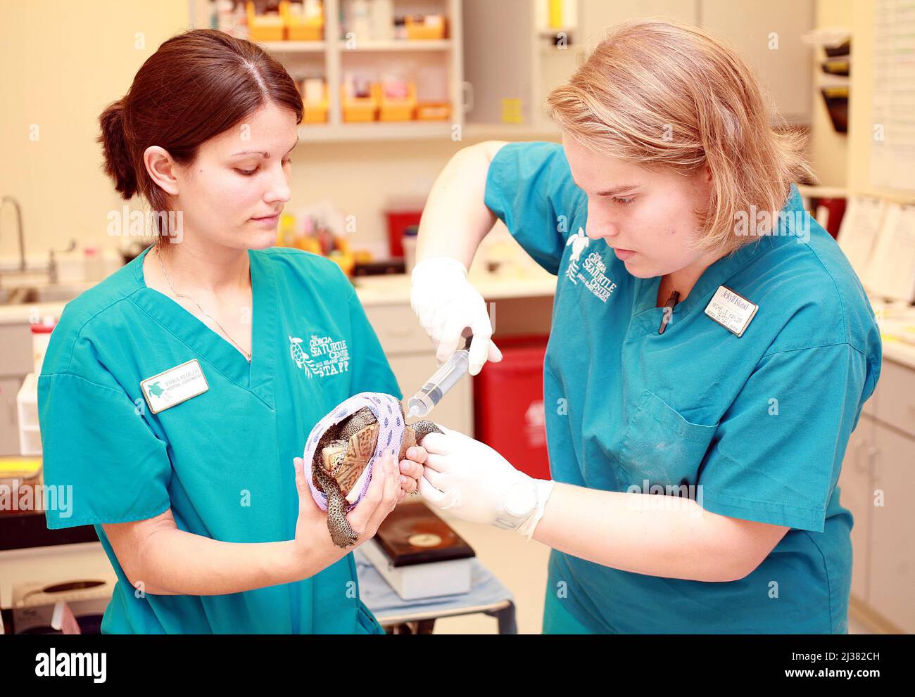 A TERRAPIN RECEIVES AN INJECTION AFTER BEING BANDAGED FOR A DAMAGED ...