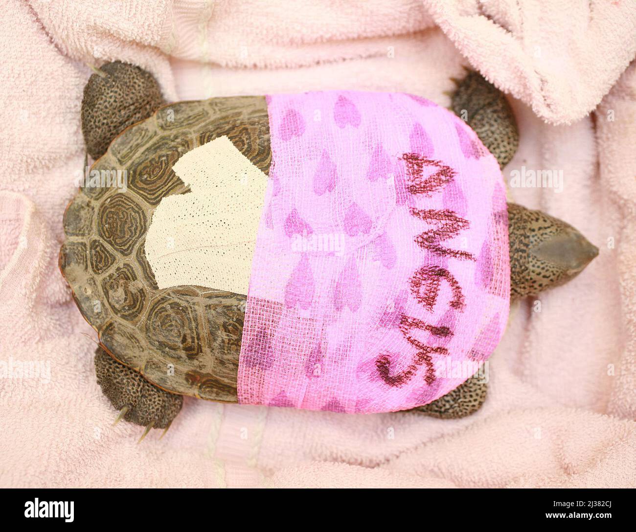 American box turtle hi-res stock photography and images - Alamy