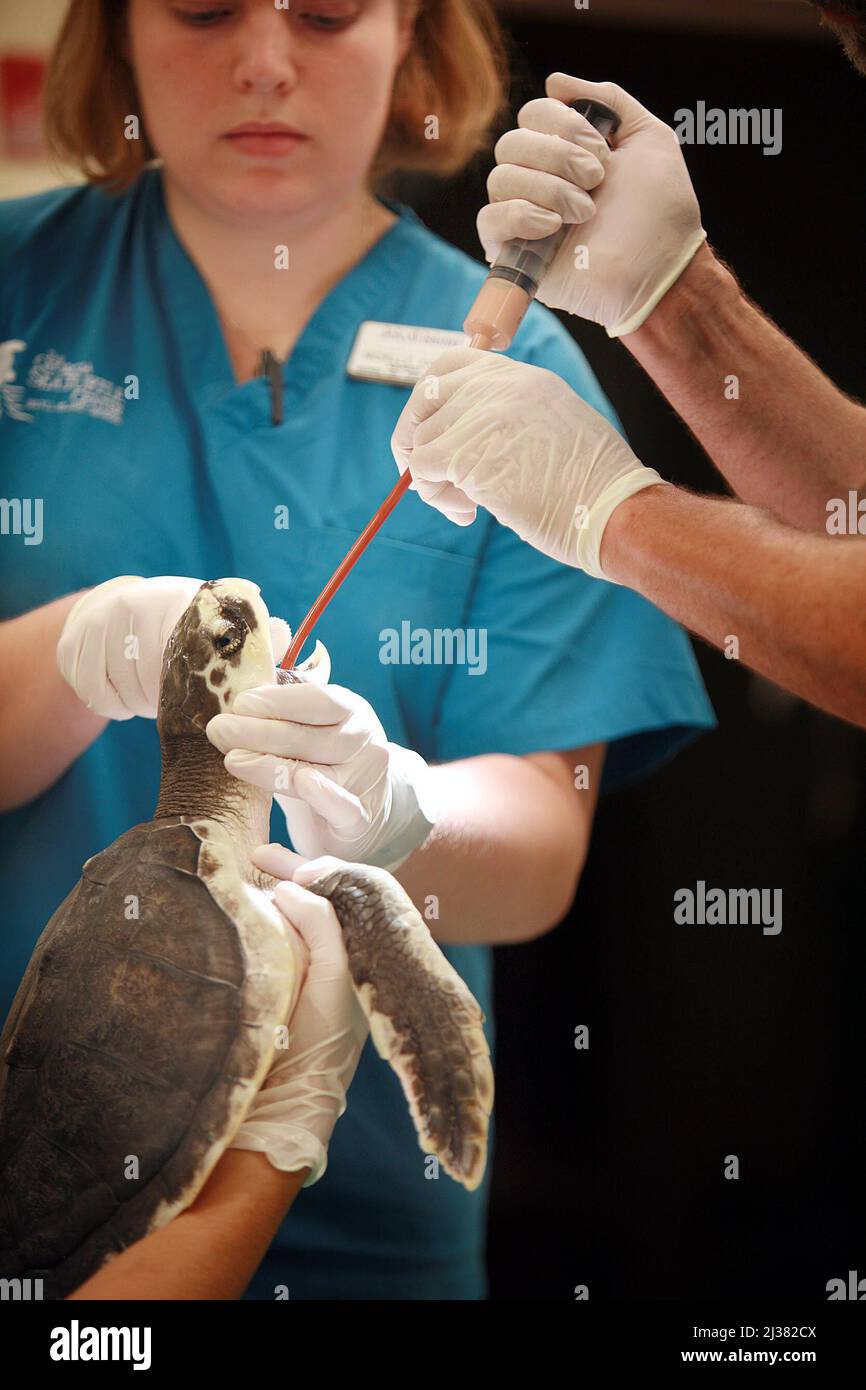 DR TERRY NORTON TUBE FEEDS A RARE KEMPS RIDLEY TURTLE AT THE WORLD'S ...