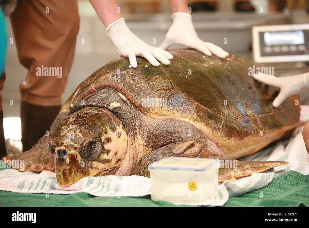 Wildlife injured from ocean plastic hi-res stock photography and images ...