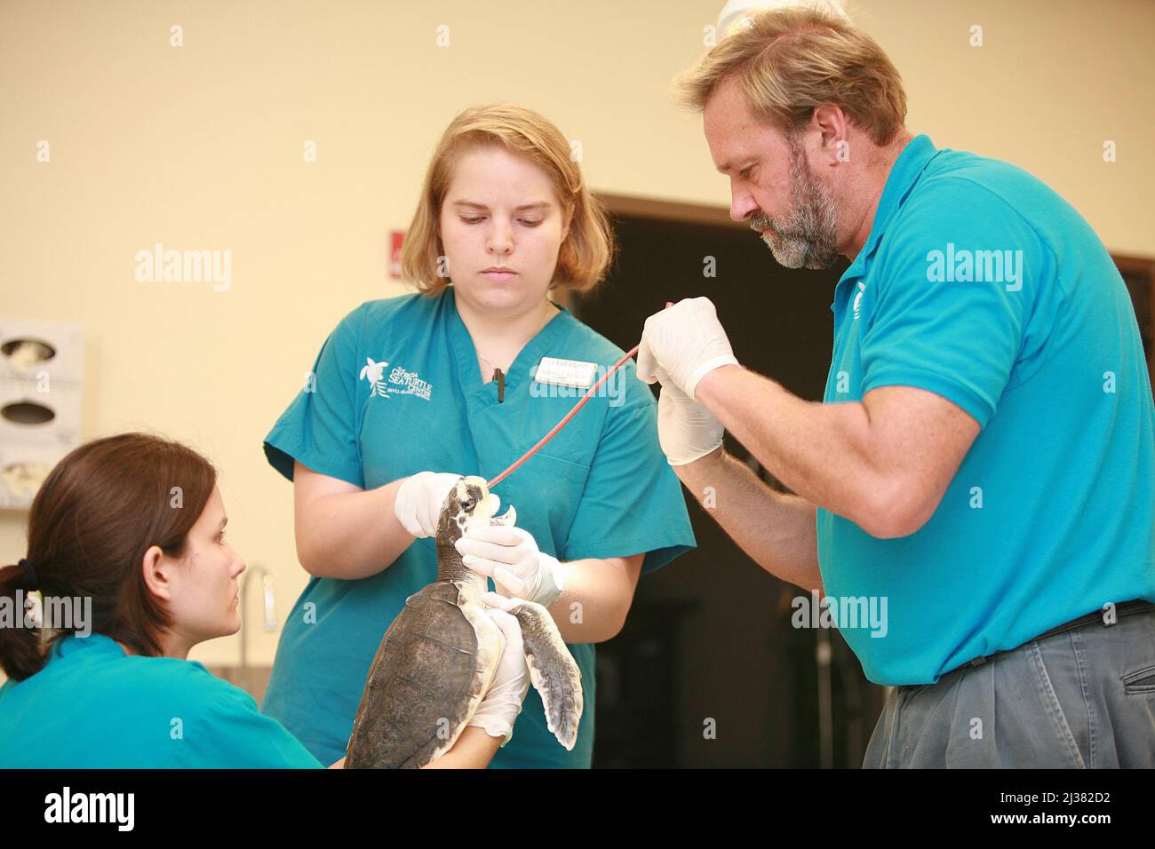 DR TERRY NORTON FEED A A RARE KEMPS RIDLEY TURTLE AT THE WORLD'S ONLY ...