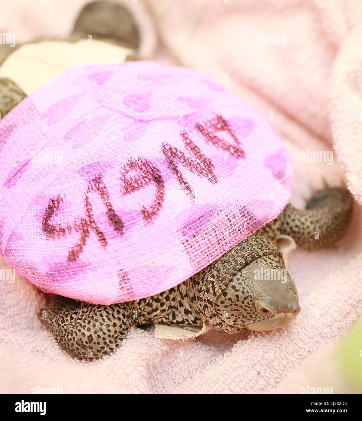 DR TERRY NORTON AND THREE HELPERS LIFTS A LARGE LOGGERHEAD TURTLE INTO ...