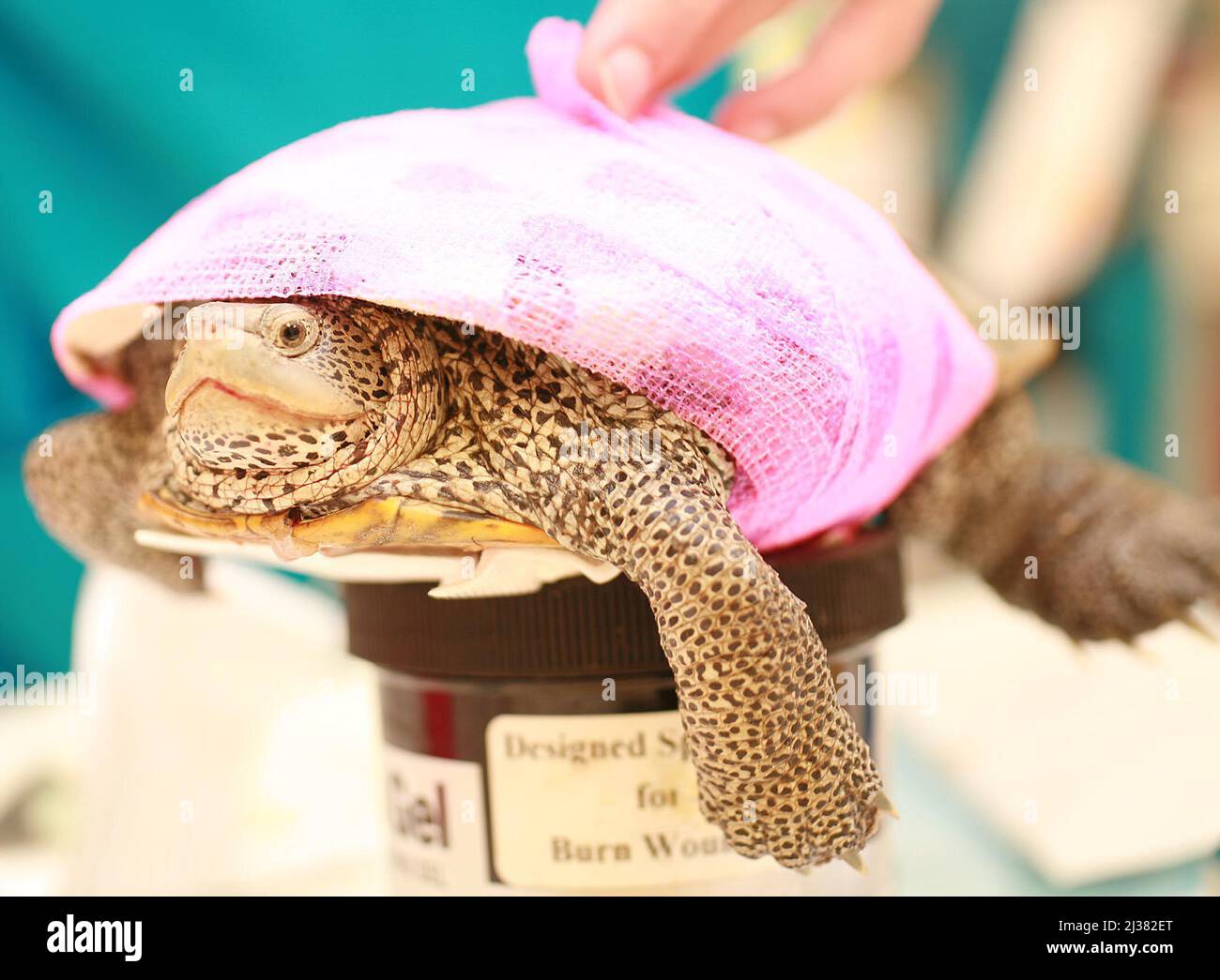 DR TERRY NORTON AND THREE HELPERS LIFTS A LARGE LOGGERHEAD TURTLE INTO ...