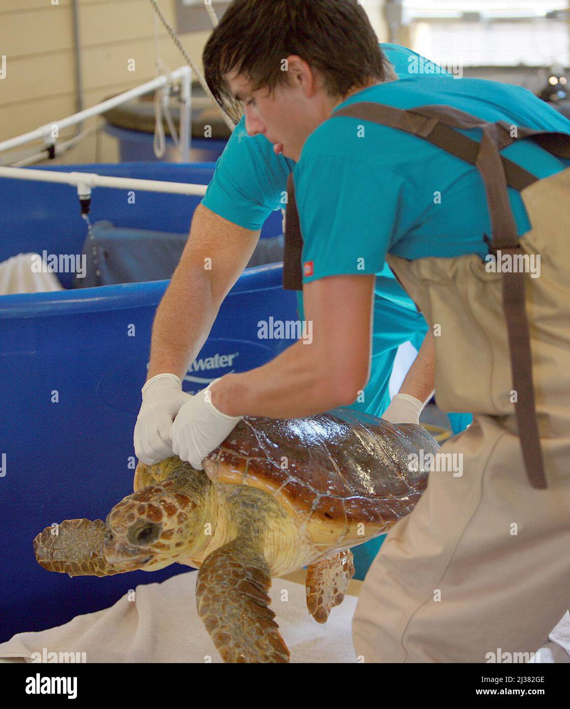 DR TERRY NORTON AND THREE HELPERS LIFTS A LARGE LOGGERHEAD TURTLE INTO ...
