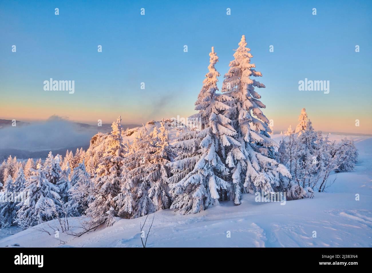 Frozen norway spruce or European spruce (Picea abies) tree at sunrise ...