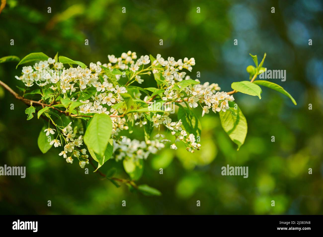Blooming hackberry tree hi-res stock photography and images - Alamy