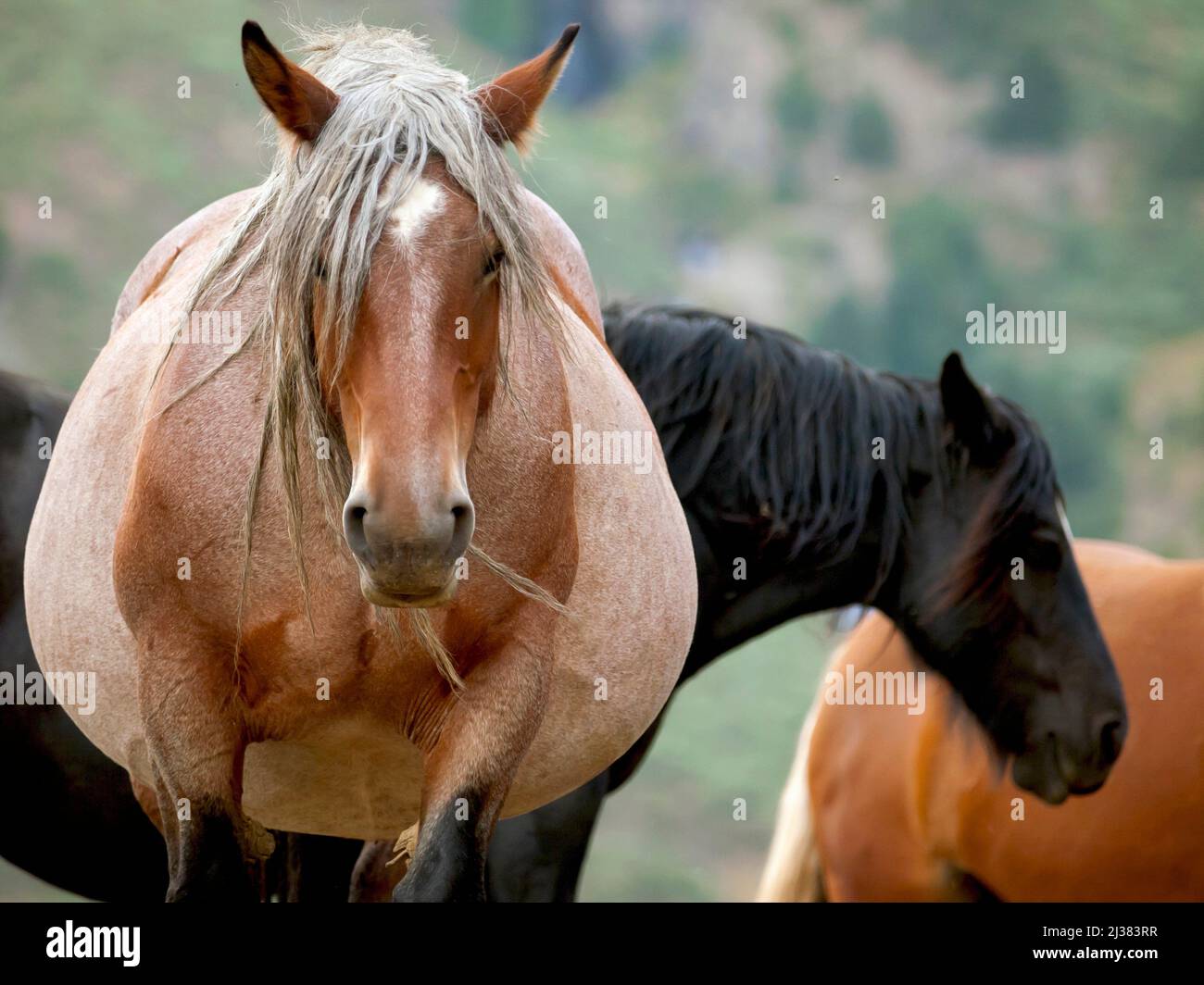 Boí taüll resort hi-res stock photography and images - Alamy