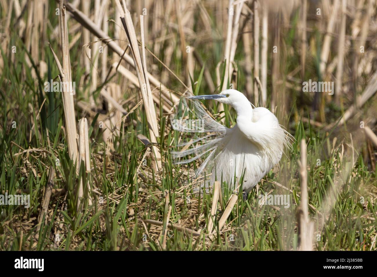 Little egrete (Egretta garzetta) pure white plumage black dagger like ...