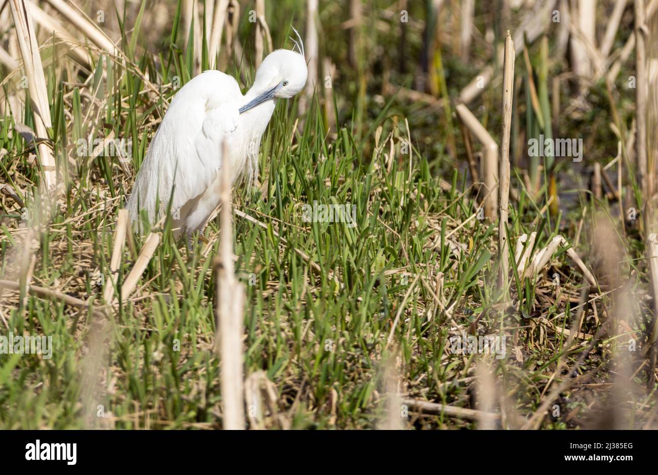 Little egrete (Egretta garzetta) pure white plumage black dagger like ...