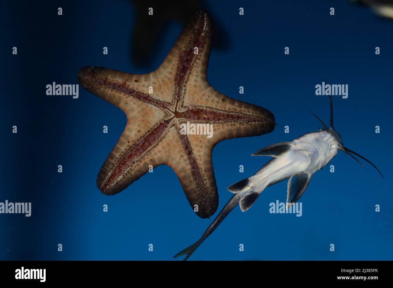 Salt water animals in saltwater reef aquarium with artificial lights ...