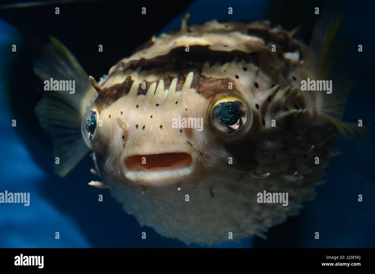Salt water animals in saltwater reef aquarium with artificial lights ...