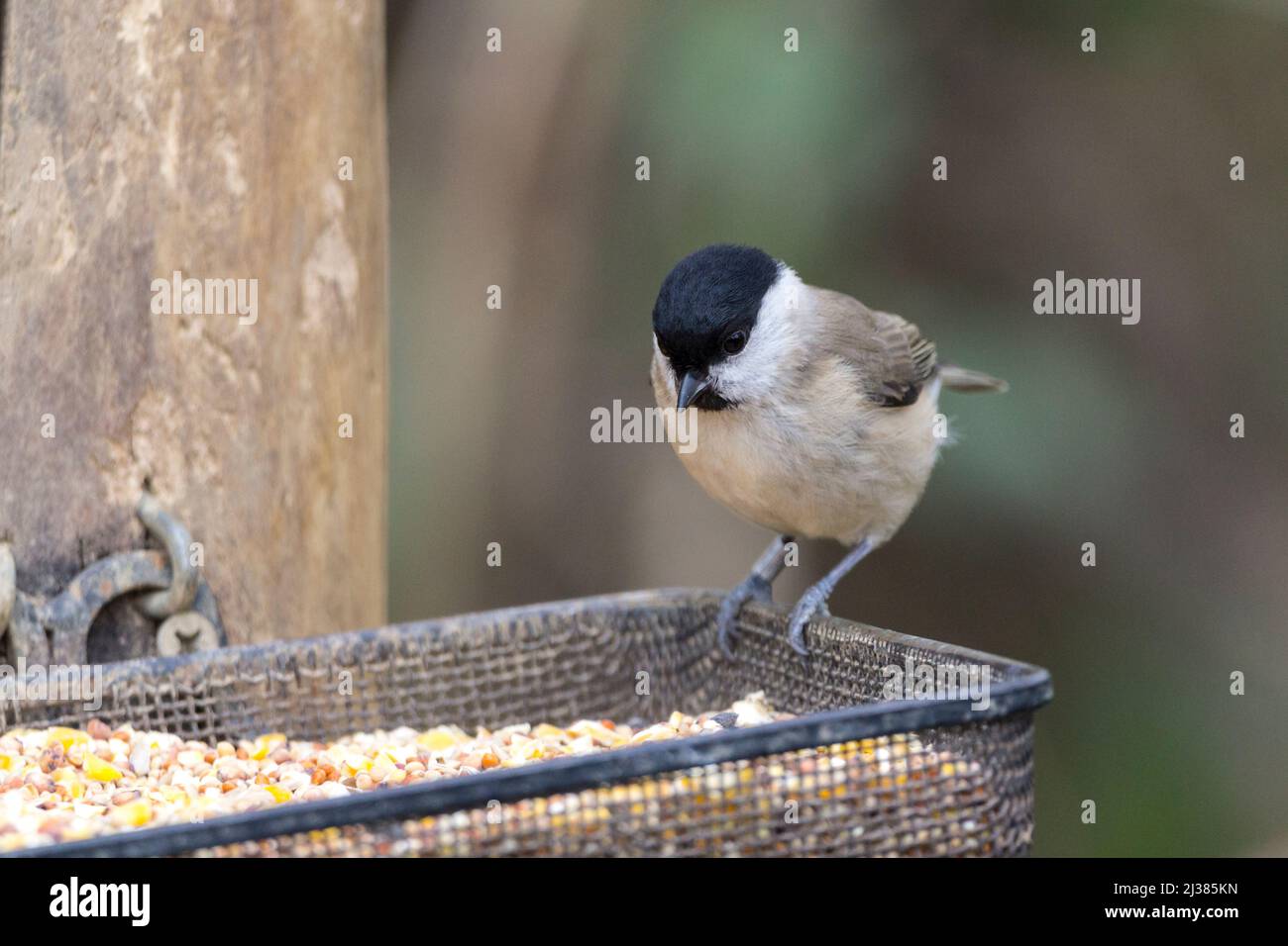 Marsh tit (Parus palustris) black cap and bib brown upperparts whitish ...