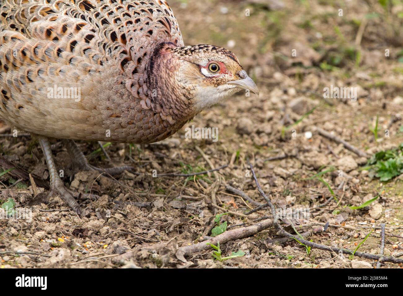 Pheasant female bird (Phasianus colchicus) mottled buffish brown spring ...