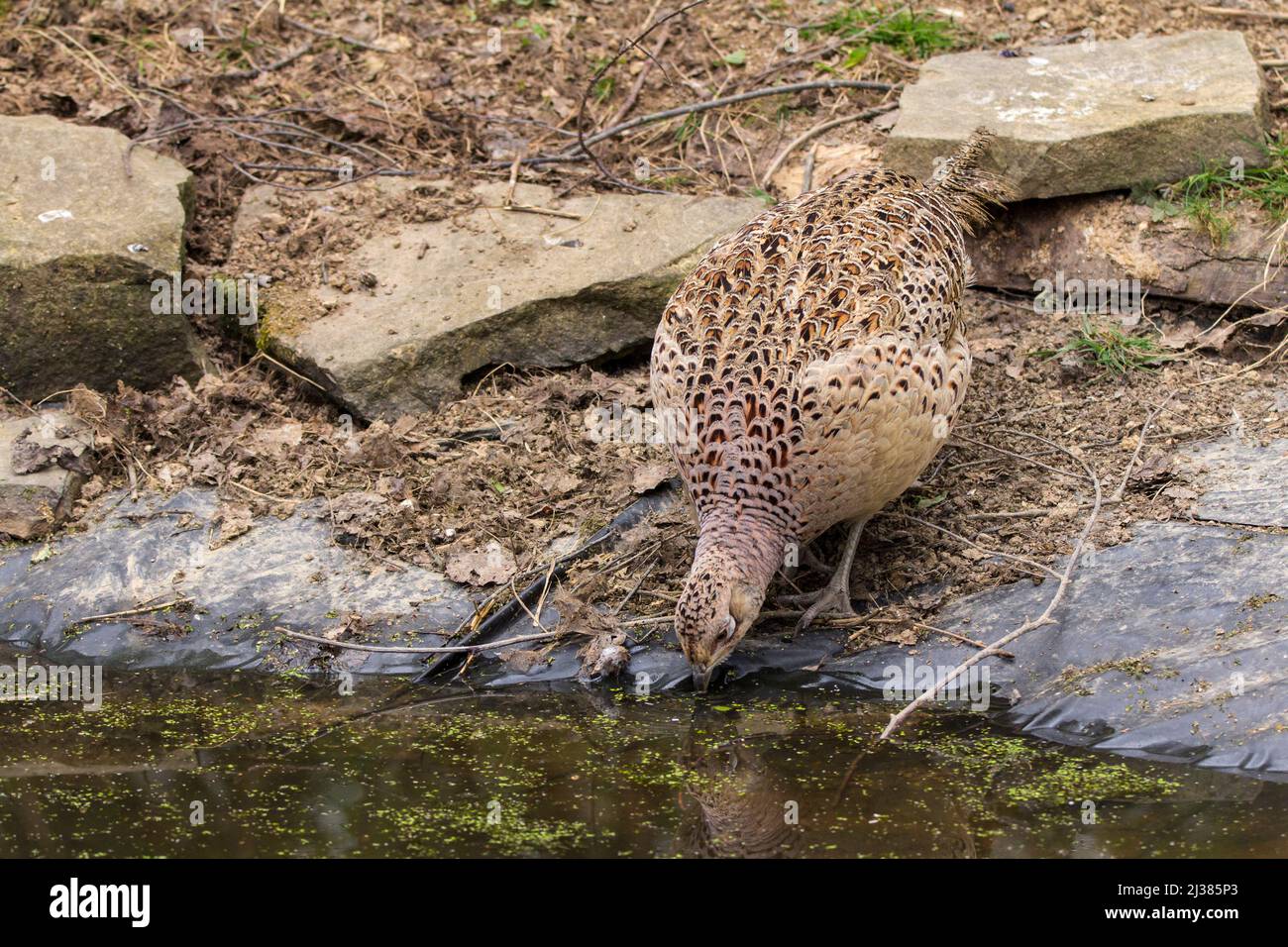 Pheasant female bird (Phasianus colchicus) mottled buffish brown spring ...