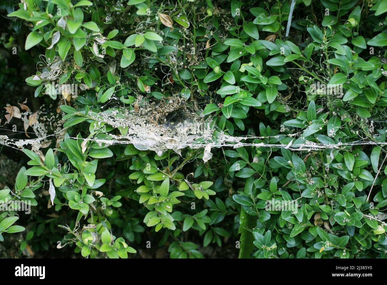 Cydalima perspectalis called also as the box tree moth. Garden shrub ...