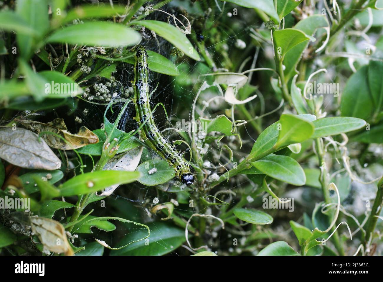 Box tree moth larvae hi-res stock photography and images - Alamy