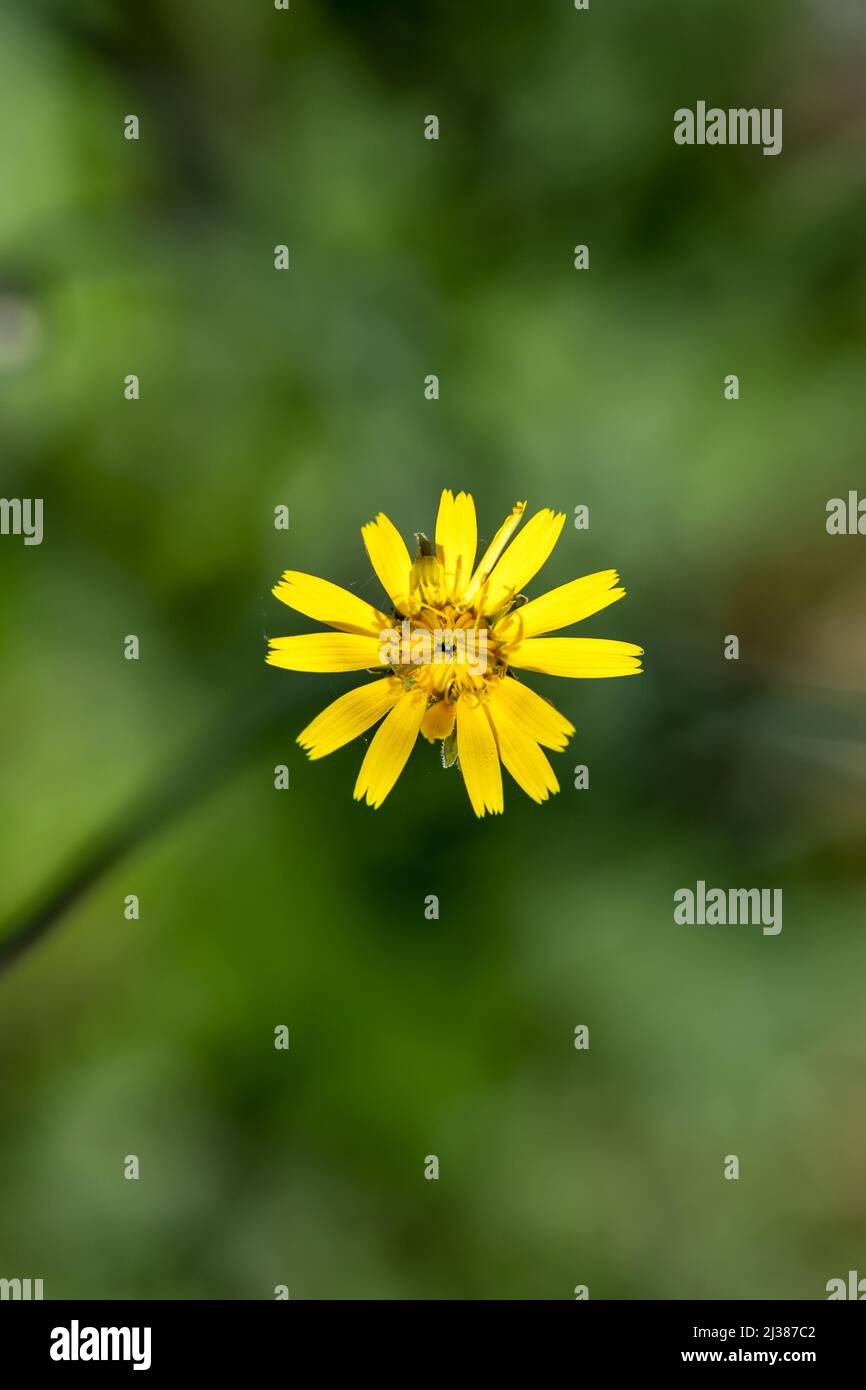 Hawksbeard blossom hi-res stock photography and images - Alamy