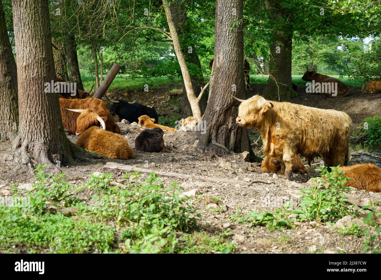 A bright summer day outdoors with fluffy highland cattle walking around ...