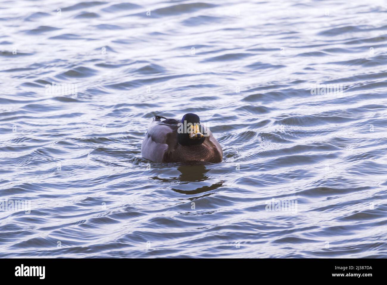 A beautiful mallard duck floating in the calm lake water Stock Photo ...