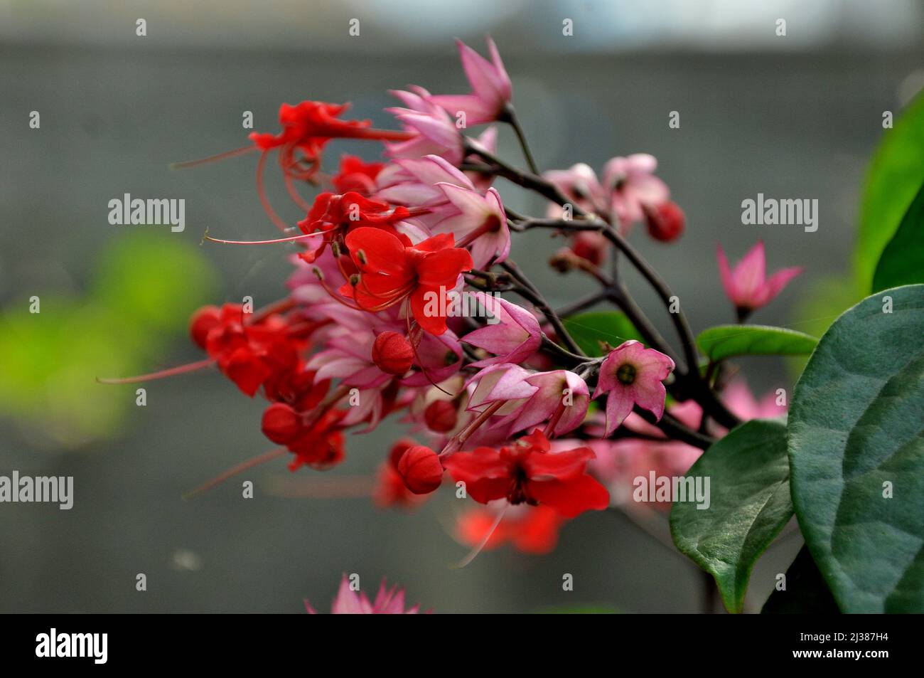 Bleeding heart vine flowers hi-res stock photography and images - Alamy