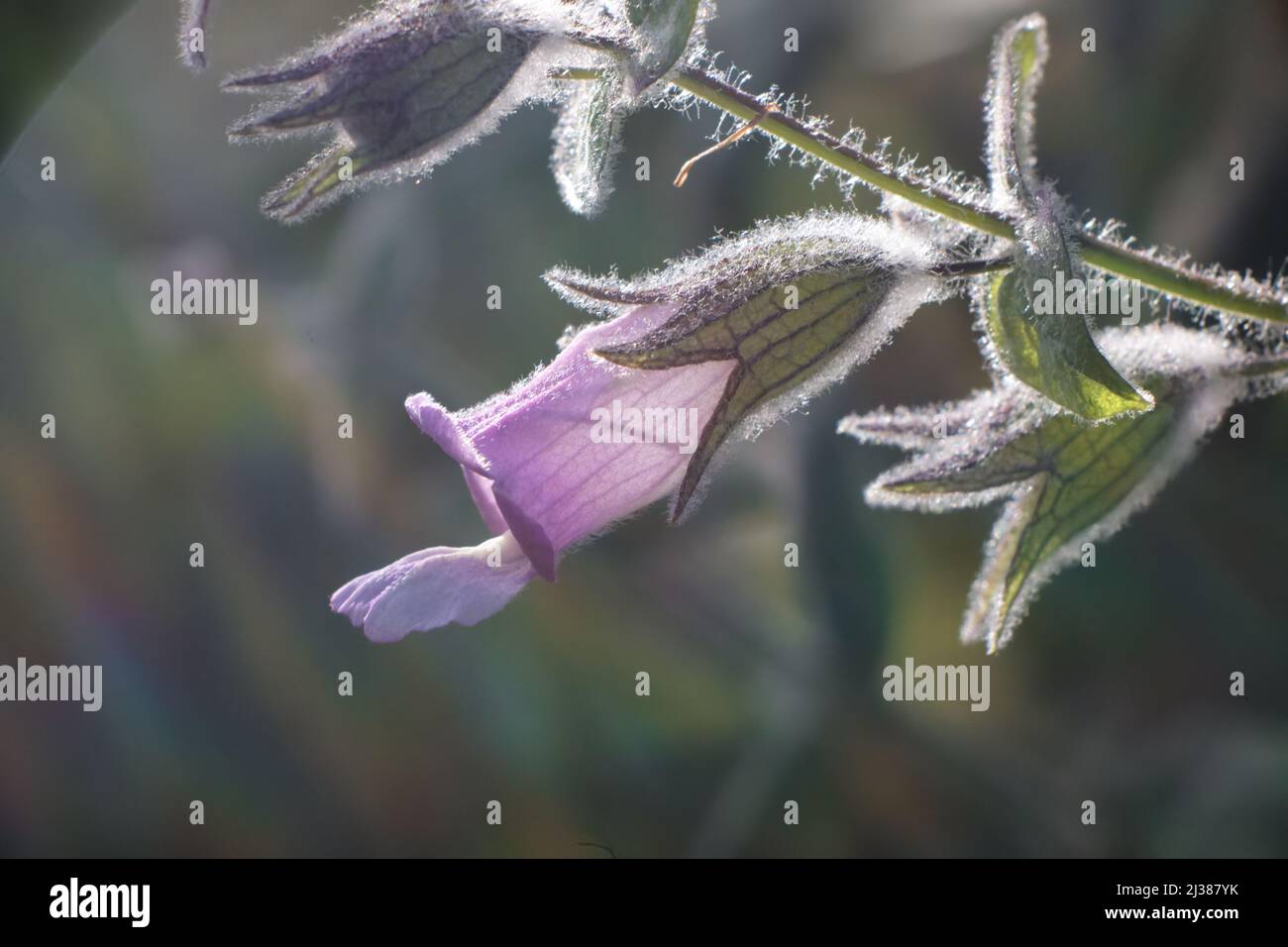 Wallaces pitcher sage hi-res stock photography and images - Alamy