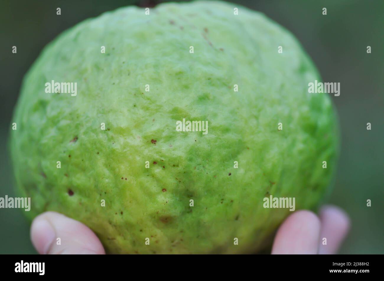 guava tree, MYRTACEAE or Psidium guajava Linn seed Stock Photo - Alamy
