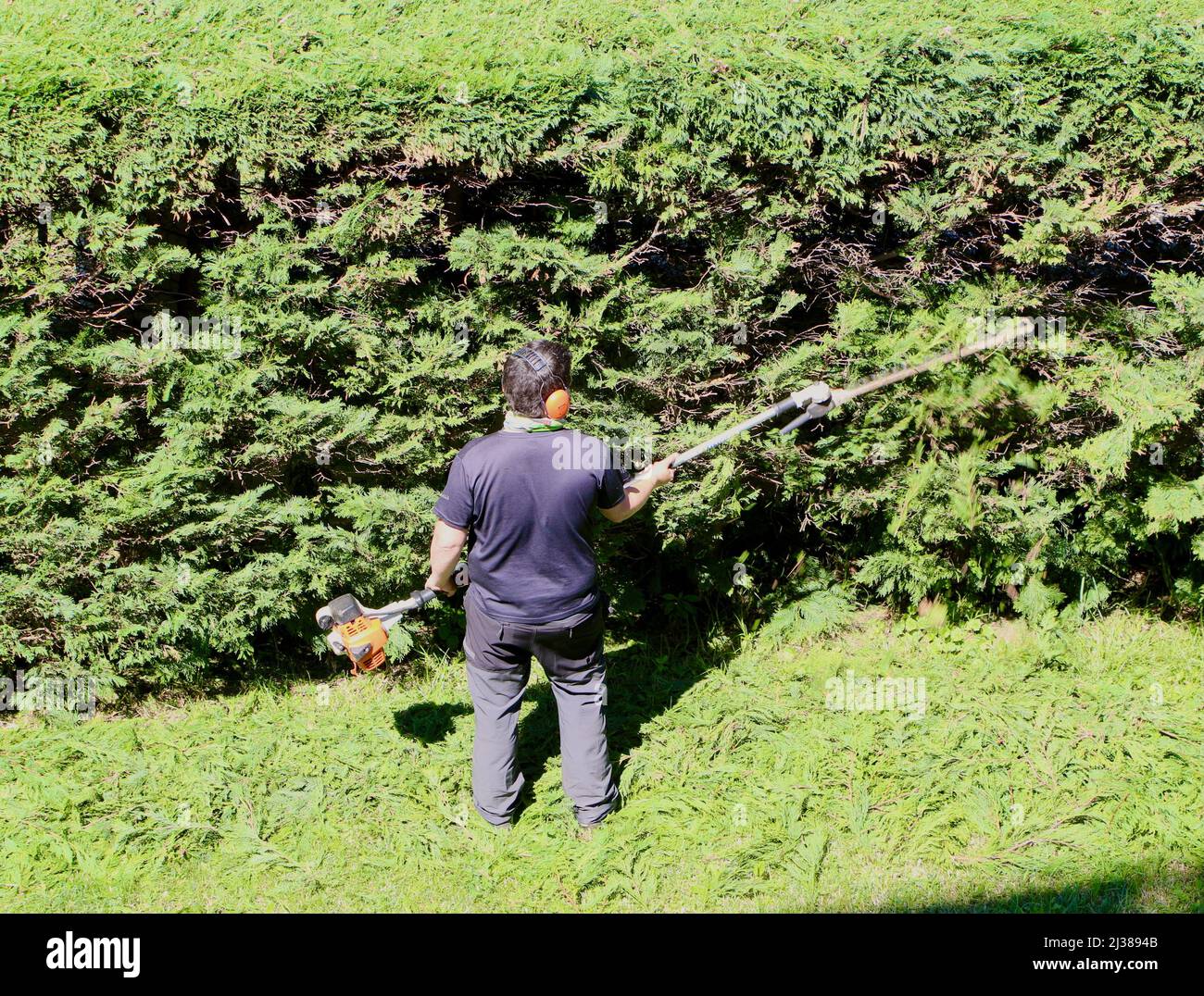 Man cutting a tall hedge of fir trees with a Stihl petrol powered long ...