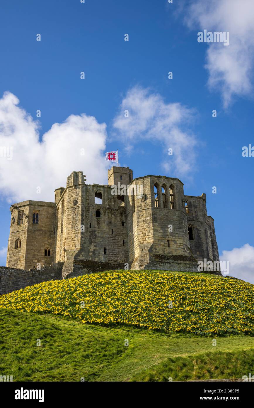 Warkworth Castle and Daffodils in the spring, Northumberland Coast Path ...