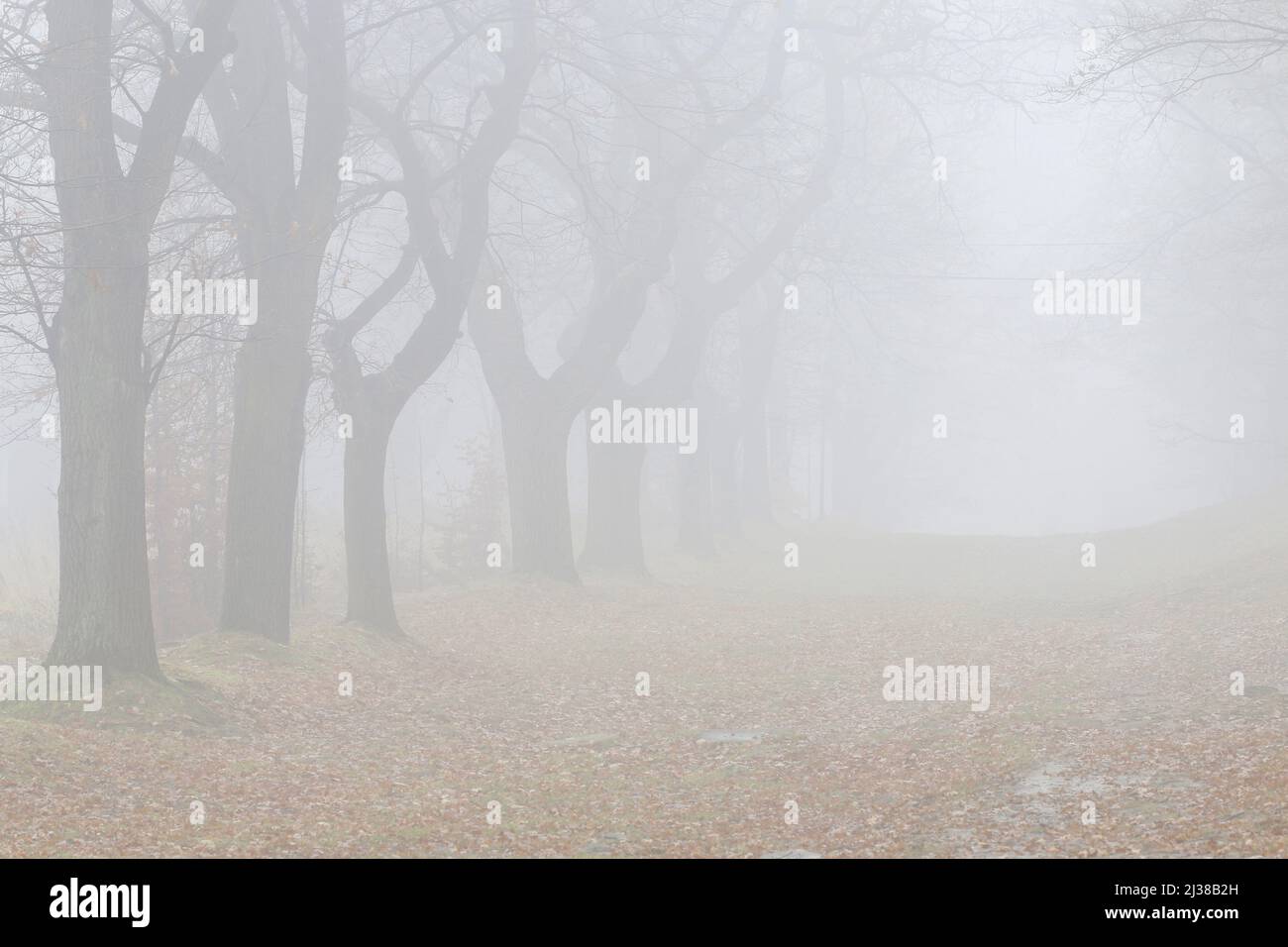 Trees on an alley shrouded in fog. Autumn landscape Stock Photo - Alamy