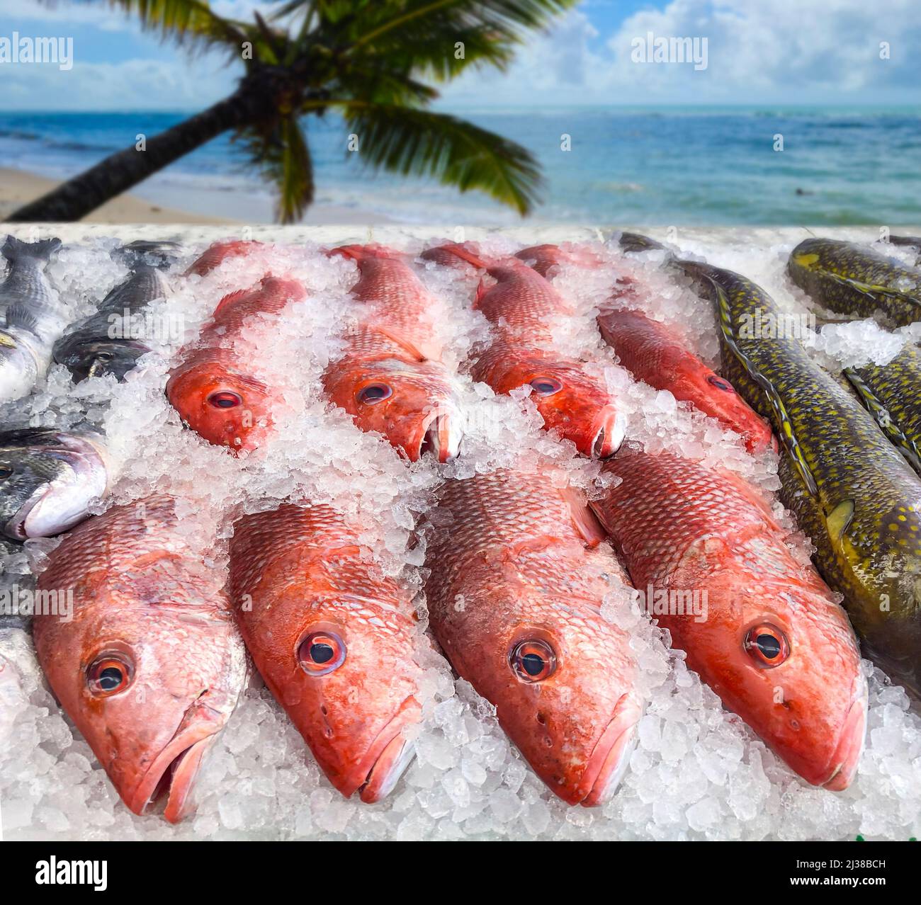 Red snapper fish at the fishmonger on ice Stock Photo - Alamy