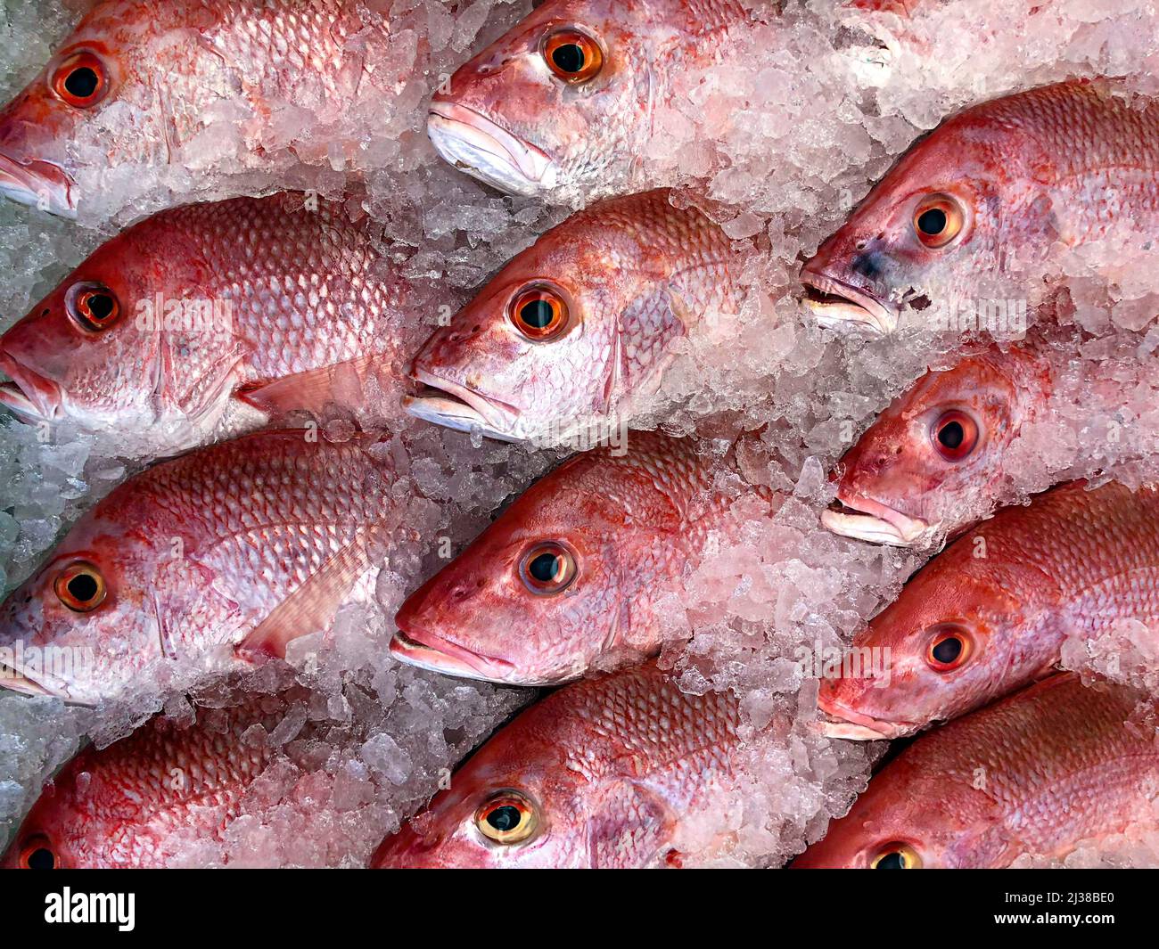 Red snapper fish at the fishmonger on ice Stock Photo - Alamy