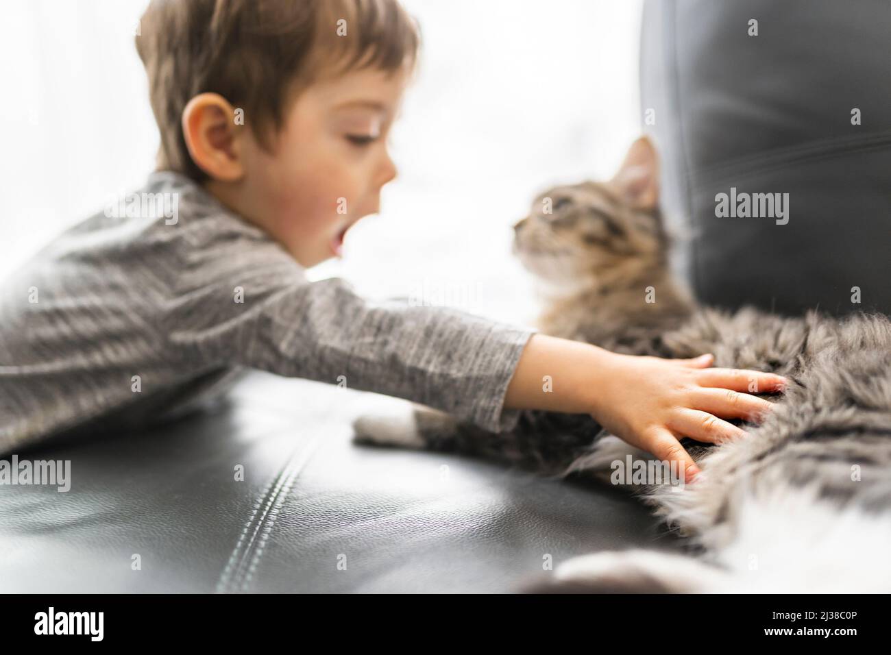 Boy touching cat hi-res stock photography and images - Alamy