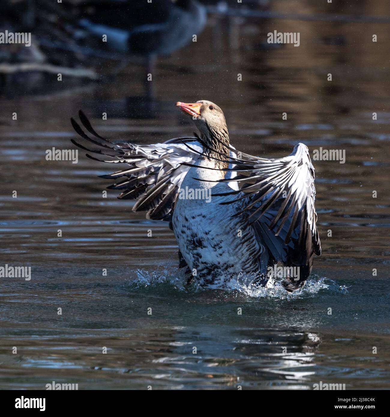 The greylag goose spreading its wings on water. Anser anser is a ...