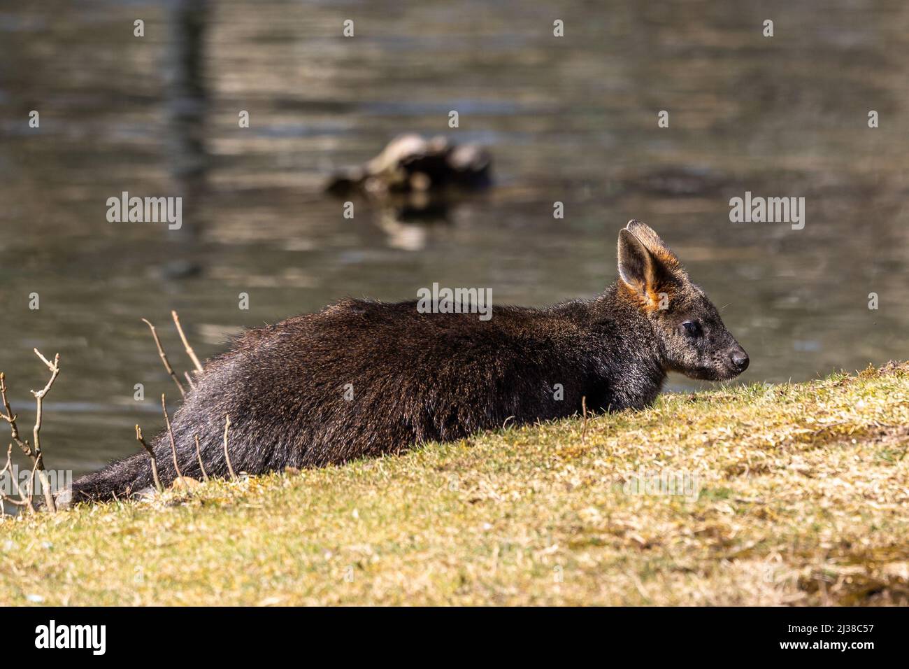 Swamp Wallaby, Wallabia bicolor, is one of the smaller kangaroos. This ...