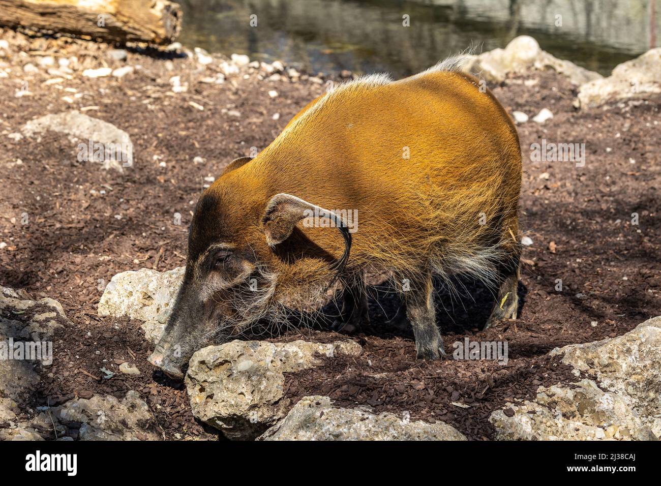 Red river hog, Potamochoerus porcus, also known as the bush pig. This ...