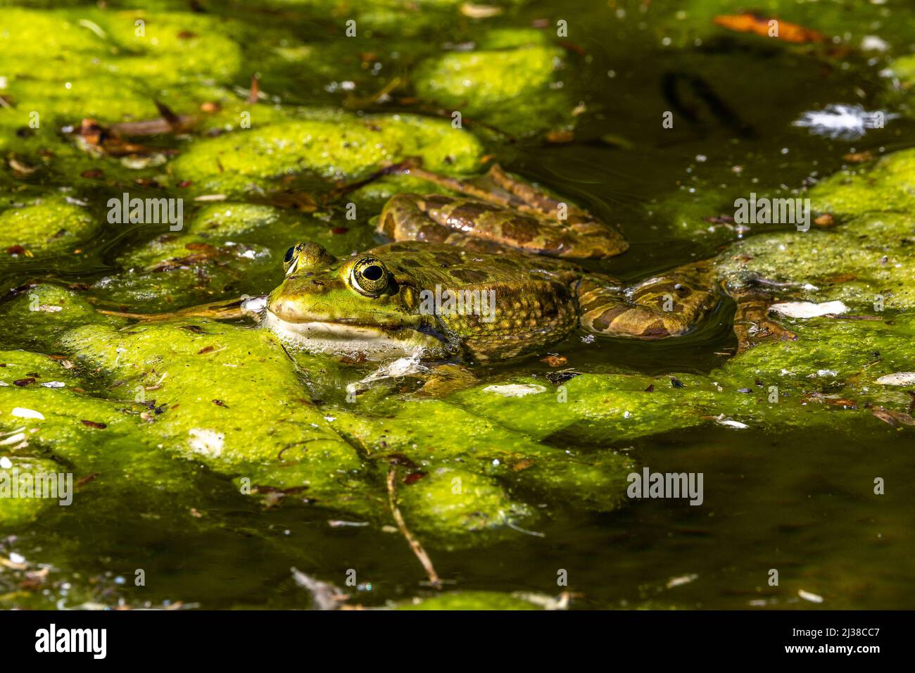 Common frog, Rana temporaria, single reptile croaking in water, also ...