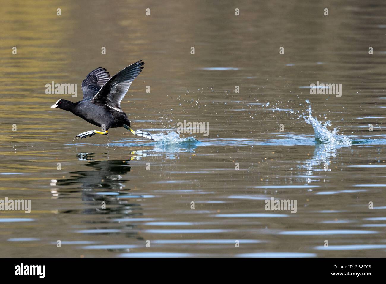 Eurasian coot, Fulica atra chasing each other by running across the ...
