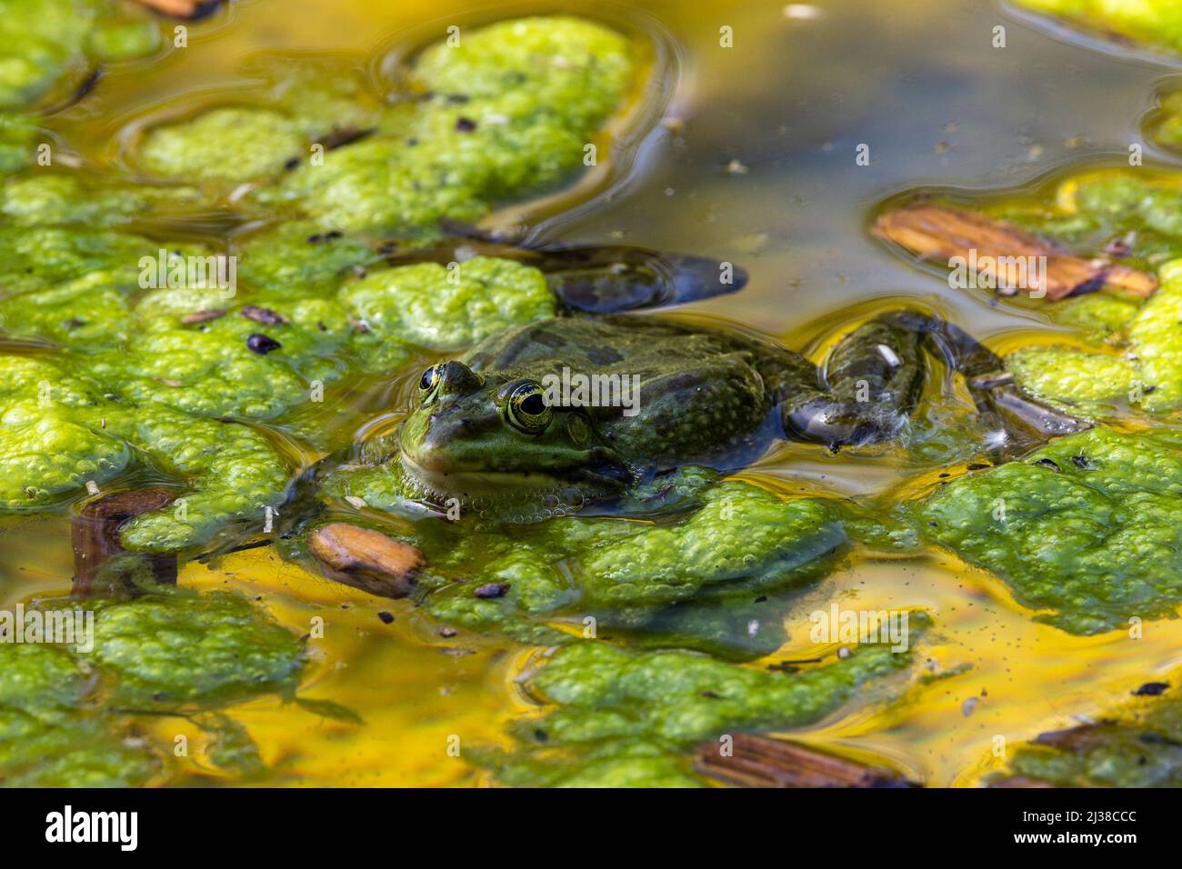 Common frog, Rana temporaria, single reptile croaking in water, also ...