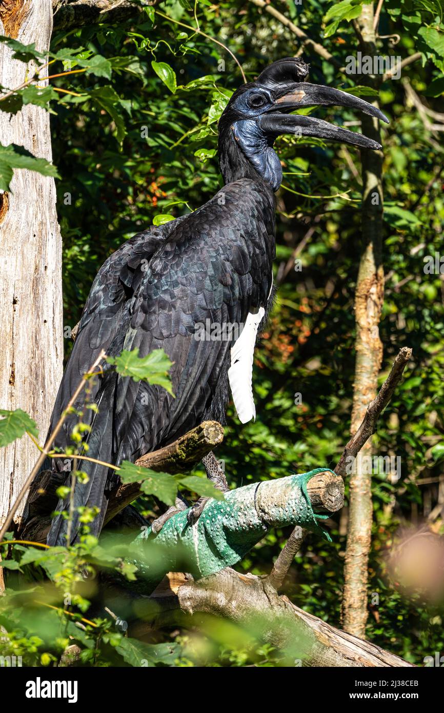 The Abyssinian northern Ground Hornbill, Bucorvus abyssinicus or ...