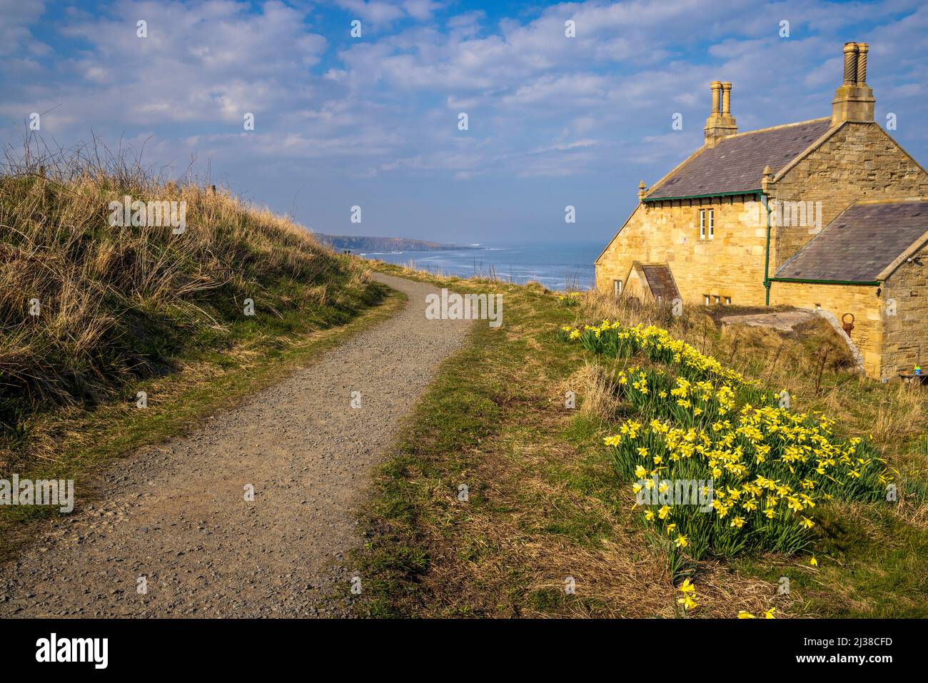 Spring daffodils and the Howick Bathing House near Howick on the ... Spring daffodils and the Howick Bathing House near Howick on the ...