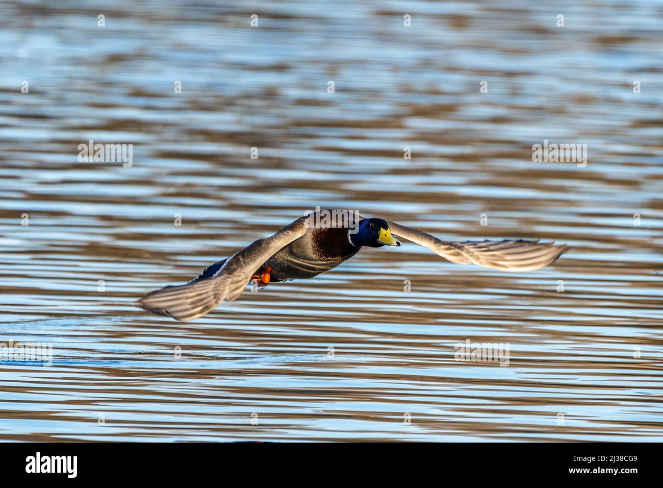 The mallard, Anas platyrhynchos is a dabbling duck Stock Photo - Alamy